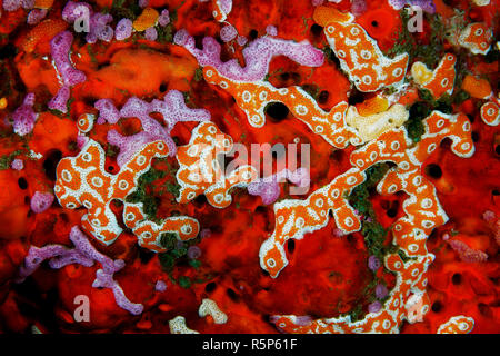 Sea squirts. Lembeh Strait, North Sulawesi, Indonesia Stock Photo - Alamy