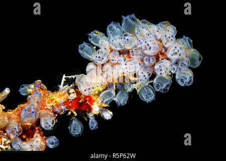Colony of tubular tunicates, Clavelina moluccensis, grows on a tropical ...