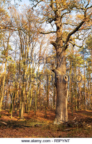 German oak Stock Photo: 93590371 - Alamy