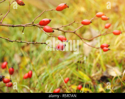 Close-up of dog-rose berries. Dog rose fruits. Rosa canina. Wild ...