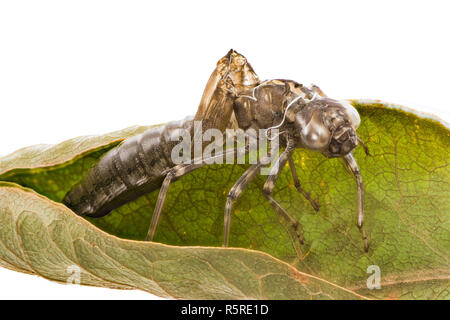 close up of dragonfly pupa shell on the green leaf, take photos in the ...