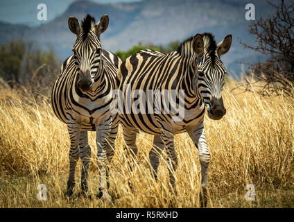 Zebra Dabchick Game Reserve, Waterberg Region. Limpopo Province, South ...