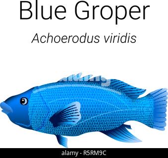 Blue Groper male fish illustration Stock Vector Image & Art - Alamy