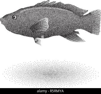 Blue Groper male fish illustration Stock Vector Image & Art - Alamy