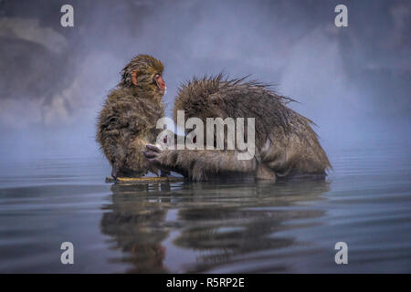 Japanese macaques enjoying a hot spring in Jigokudani Monkey Park near ...