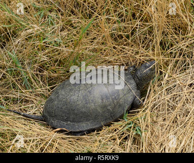 The turtle crawls on dry grass. Ordinary river tortoise of temperate ...