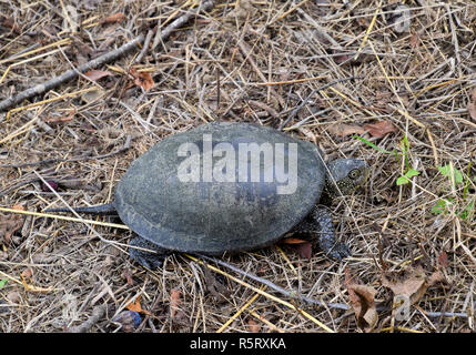 The turtle crawls on dry grass. Ordinary river tortoise of temperate ...