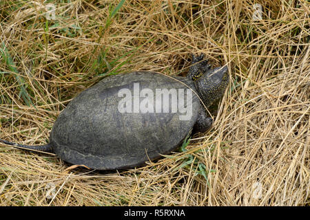 The turtle crawls on dry grass. Ordinary river tortoise of temperate ...