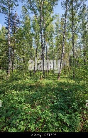 Siberian birch forest at Spring time Stock Photo - Alamy