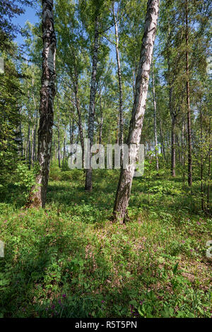 Siberian birch forest at Spring time Stock Photo - Alamy