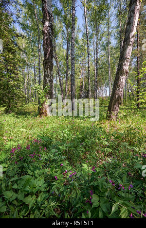 Siberian birch forest at Spring time Stock Photo - Alamy