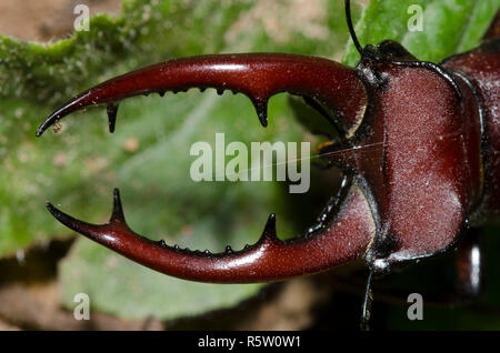 Giant Stag Beetle (Lucanus elaphus), silhouetted on Bigleaf Magnolia ...