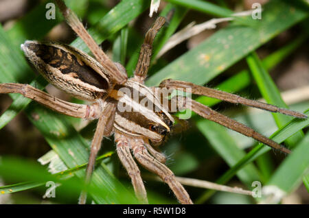 Rabid Wolf Spider, Rabidosa rabida, male Stock Photo - Alamy