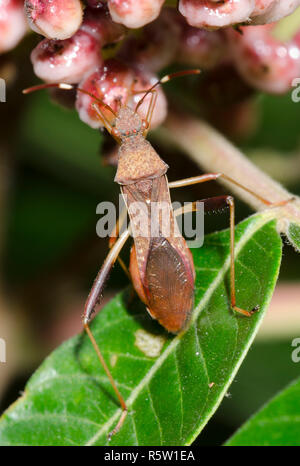 Lupine Bug, Megalotomus quinquespinosus, feeding on winged sumac, Rhus ...
