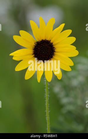 Sunflower, helianthus sp Stock Photo - Alamy