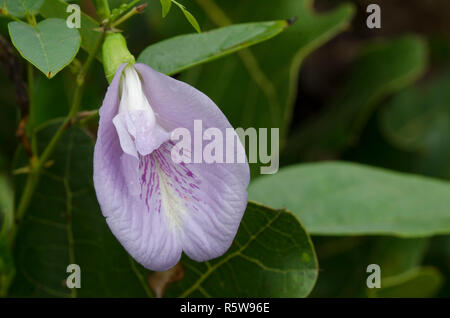 Atlantic pigeonwings, Clitoria mariana Stock Photo - Alamy