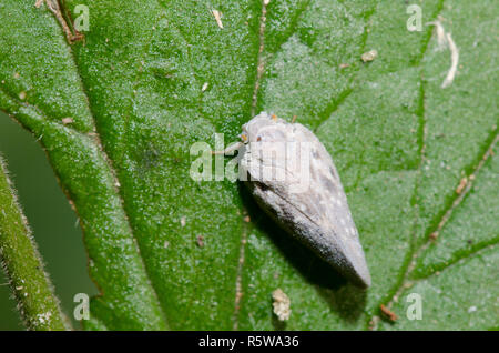 Citrus Flatid Planthopper (Metcalfa pruinosa) on leaf Stock Photo - Alamy