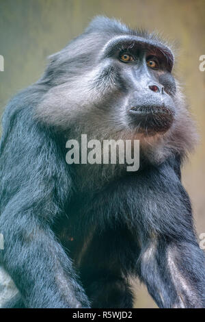 Portrait of a Tonkean macaque, Sulawesi, Indonesia Stock Photo - Alamy