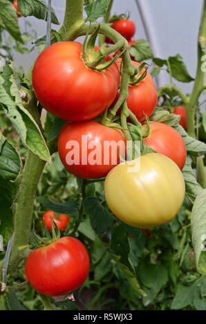 Glasshouse grown tomatoes Stock Photo - Alamy
