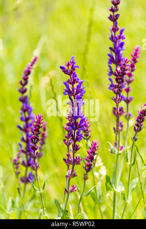 Closeup shot of the purple Woodland sage flower in a field on a blurred ...