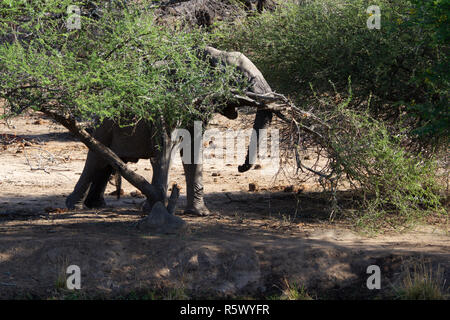 An elephant pushing over a tree in Kruger national park, South Africa ...
