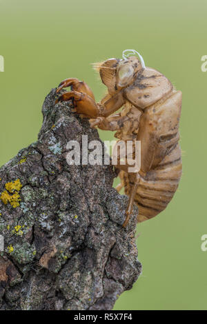 Close-up photo of empty cicada shell isolated on white background Stock ...