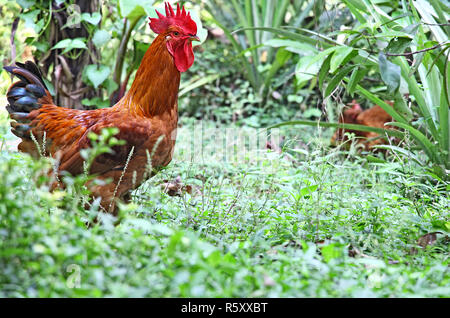 Close-up of cock / rooster, free range chicken at petting zoo ...