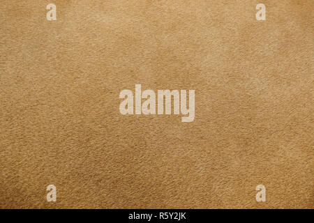Close up real lion skin texture with spots Stock Photo - Alamy