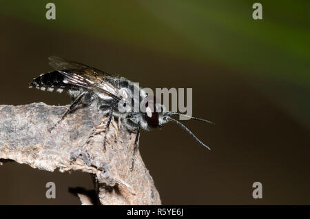 Wasp, Astata sp Stock Photo - Alamy