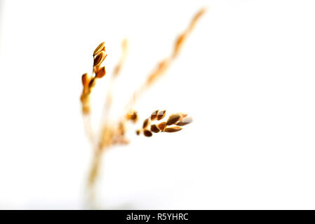 Yellow paddy rice grain isolated on white background Stock Photo - Alamy