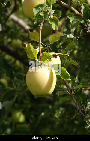 Golden Delicious apples ripening on the tree Stock Photo - Alamy