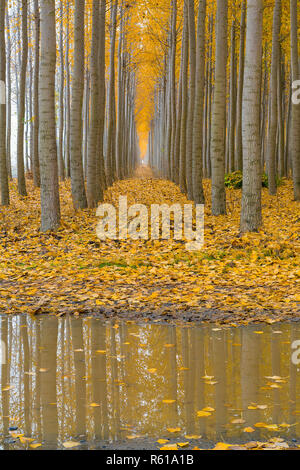 Poplar Tree Farm in Boardman Oregon in Fall Season Stock Photo - Alamy