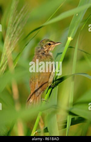 A Reed Warbler at a River in the Reed Stock Photo - Alamy