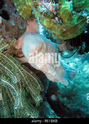 Giant frogfish (Antennarius commerson), grey, lurking in coral reef for ...