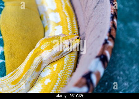 Selective focus of python head on sand, panoramic shot Stock Photo - Alamy