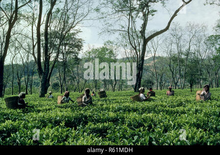 Woman plucking tea leaves, Assam tea gardens produce around 700, 000 ...