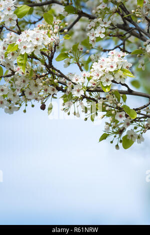 Pastel background with white spring flowers Stock Photo - Alamy