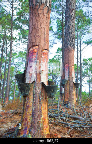 Extraction of natural resin from pine tree trunks in Ovar - Portugal ...