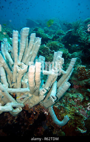 sponge (callyspongia sp Stock Photo - Alamy