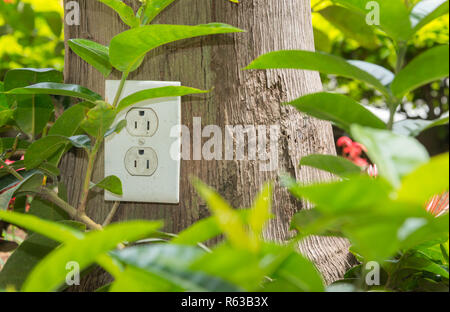 Electrical outlet on tree in forest Stock Photo - Alamy