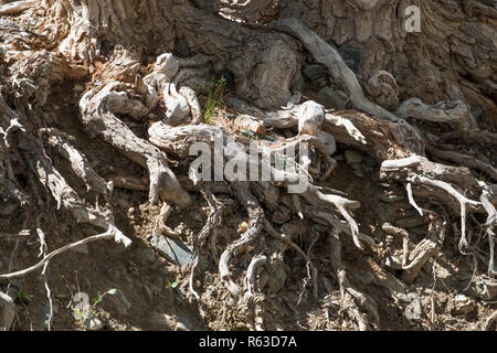 The roots of a large tree Topol Stock Photo - Alamy