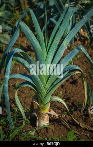 vegetable leek plant vegetable leek plant ackerlauch fleischlauch ...