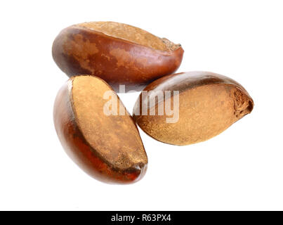 Shea butter tree, Karite tree, Vitellaria paradoxa, syn. Butyrospermum ...