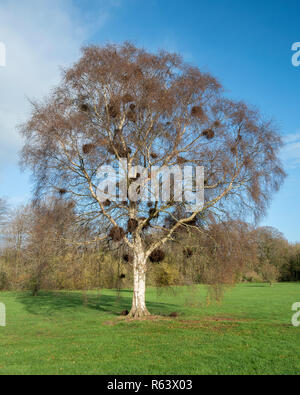 Birch tree infected with the fungus Witch's Broom (Taphrina betulina ...