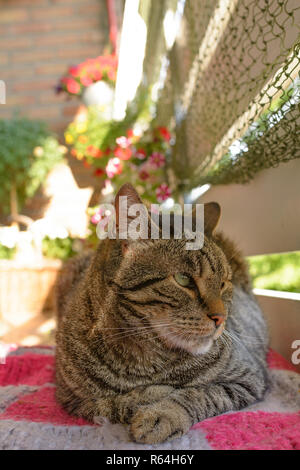 Tabby cat on summer balcony Stock Photo - Alamy