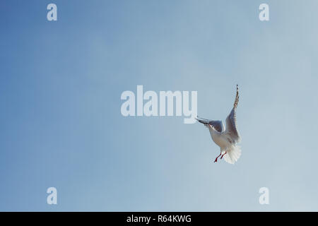 Big seagull in clear sky in a summer day Stock Photo - Alamy