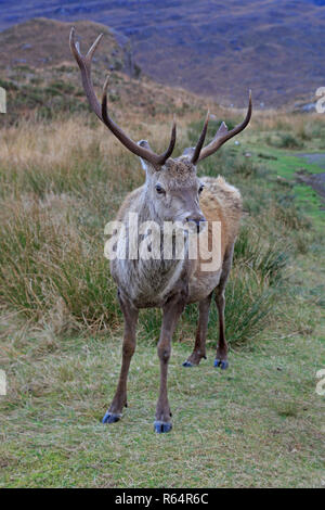 Red deer Highlands Scotland Stock Photo - Alamy