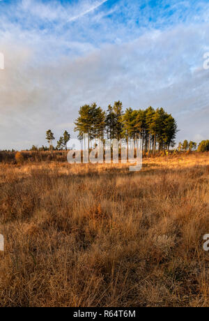 Cleddon bog nature reserve, Monmouthshire, Wales Stock Photo - Alamy
