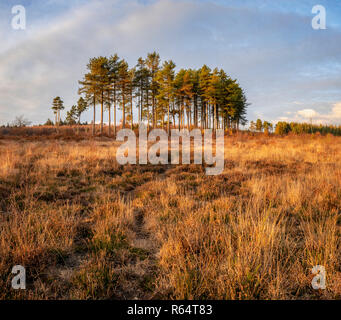Cleddon bog nature reserve, Monmouthshire, Wales Stock Photo - Alamy