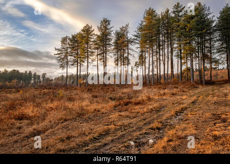 Cleddon bog nature reserve, Monmouthshire, Wales Stock Photo - Alamy